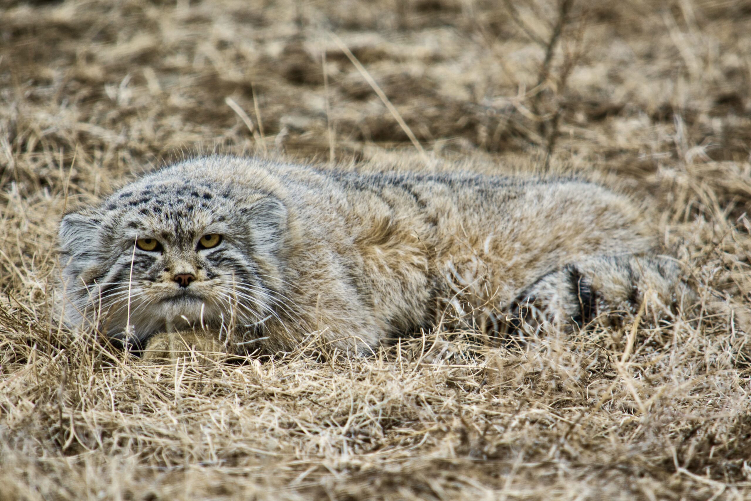 Home Page - Mongolian Travel Specialists