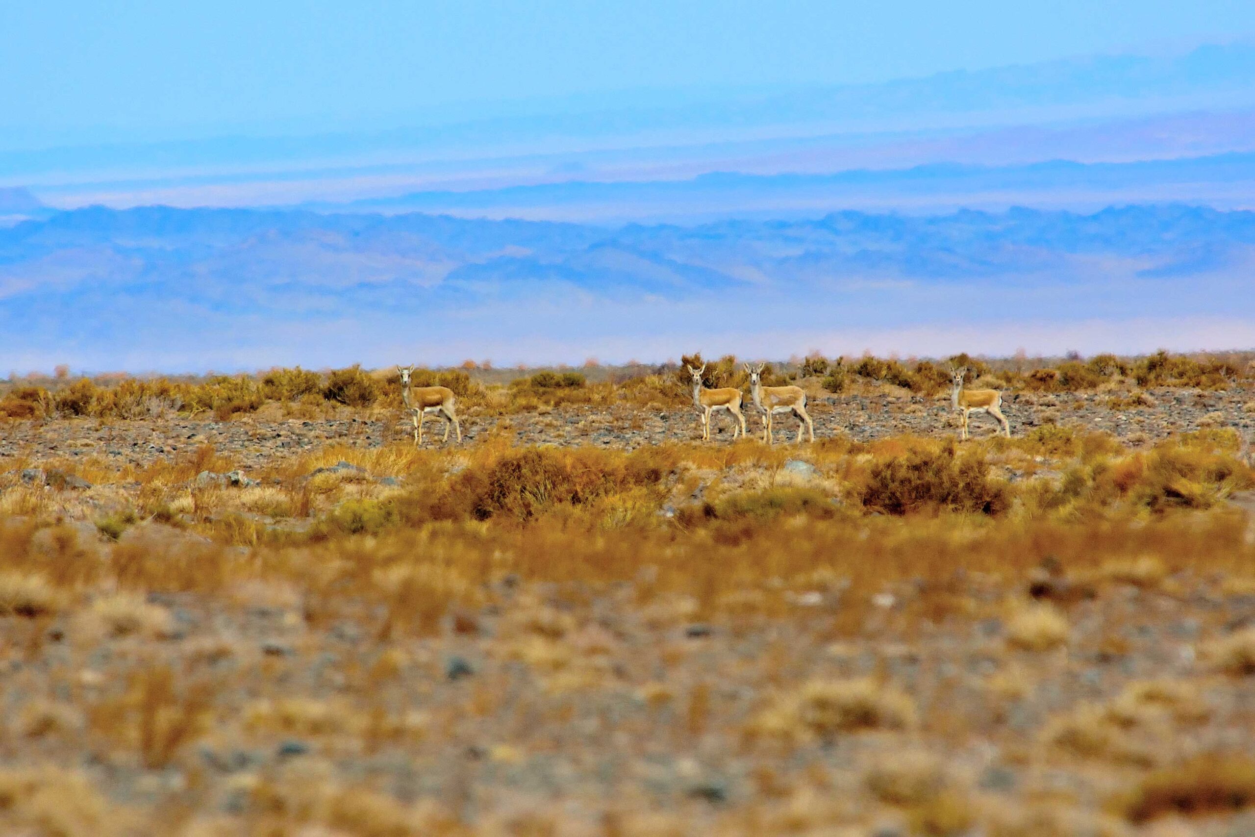 In the search of Mongolia's rare wildlife | Mongolia Quest